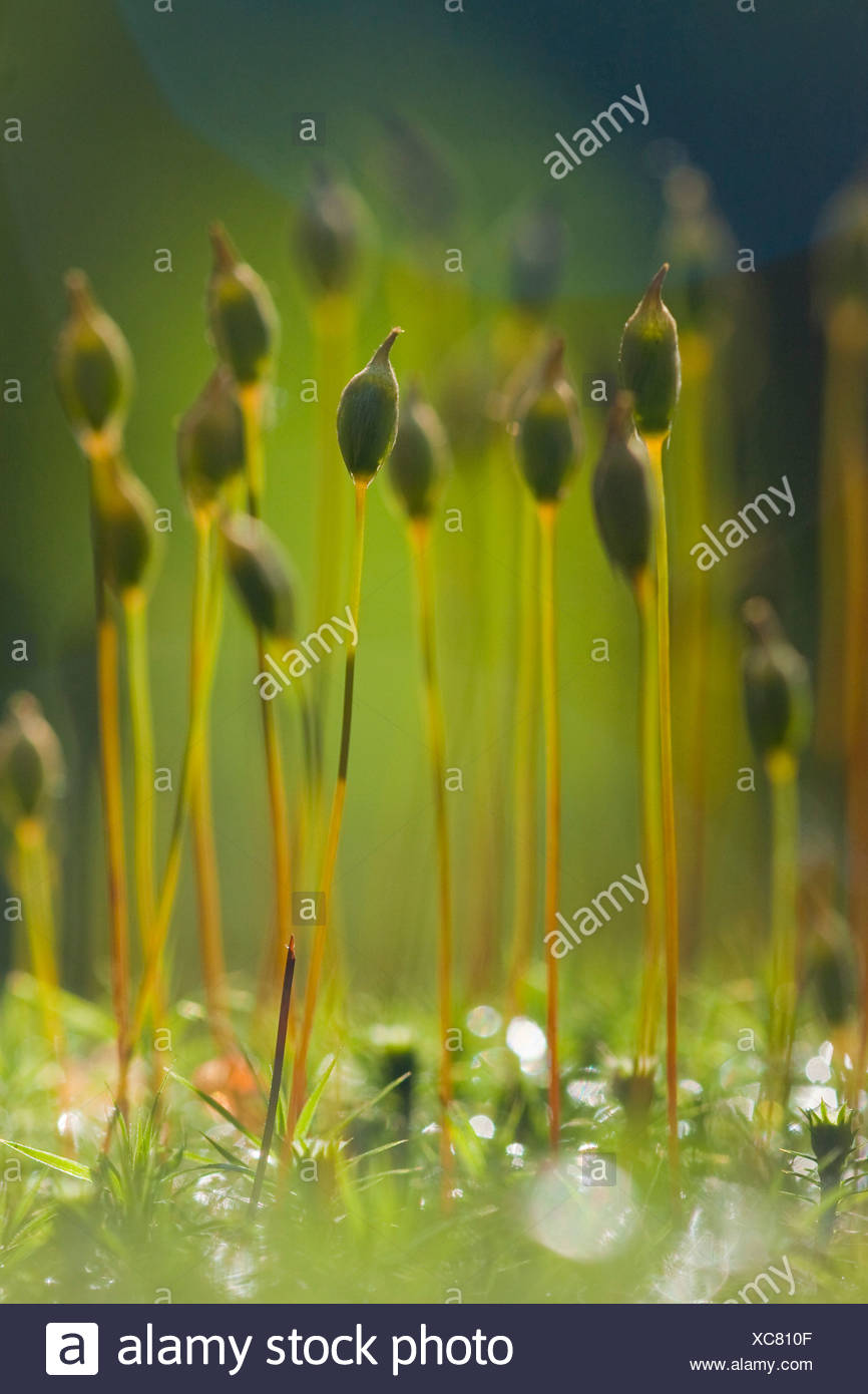 Polytrichum Moss Sporophyte High Resolution Stock Photography and ...