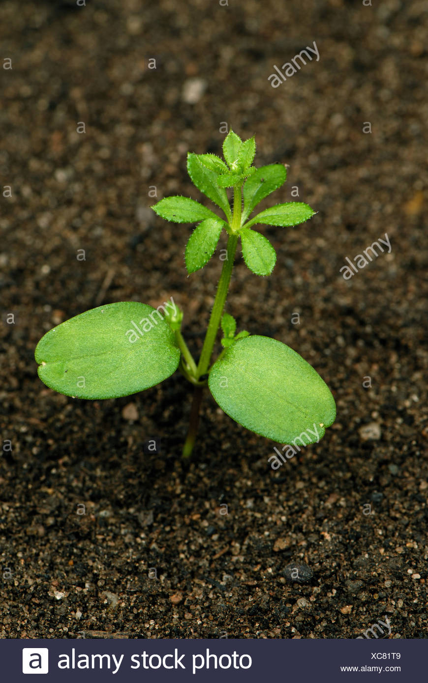 Rosette Forming Plant High Resolution Stock Photography and Images - Alamy