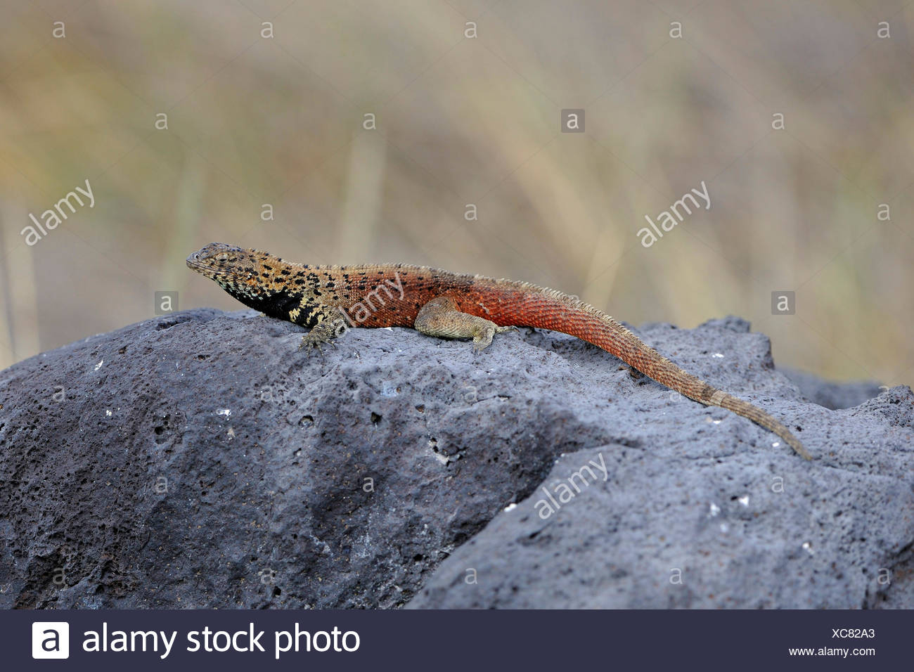 Lava Lizards High Resolution Stock Photography and Images - Alamy