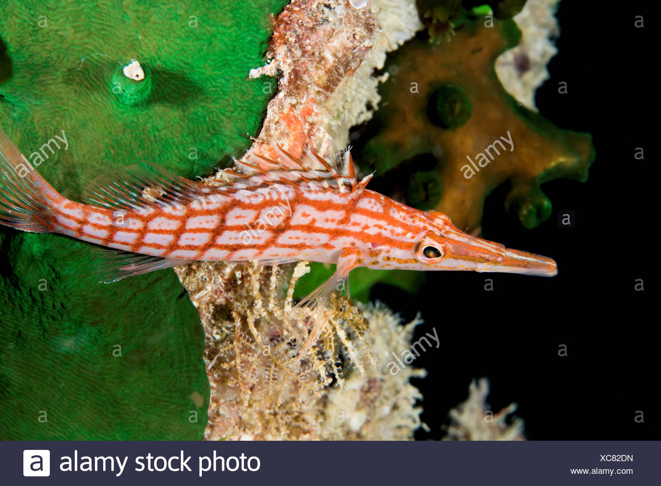 Longnosed Hawkfish High Resolution Stock Photography and Images - Alamy