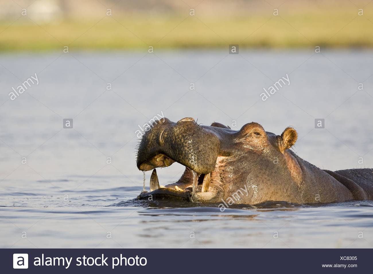 Side View Of Hippo Stock Photos & Side View Of Hippo Stock Images - Alamy