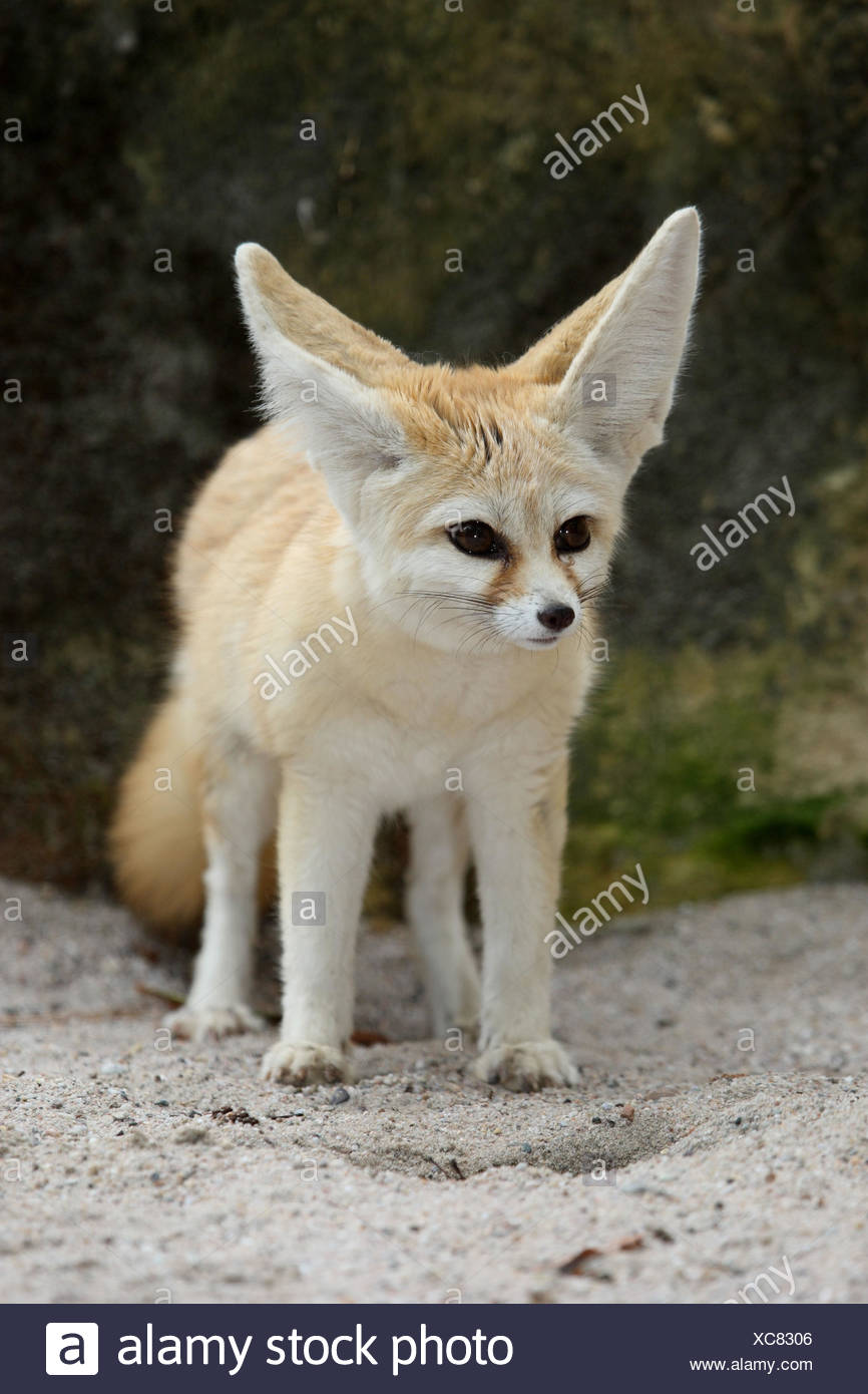 Fennek Fox High Resolution Stock Photography and Images - Alamy
