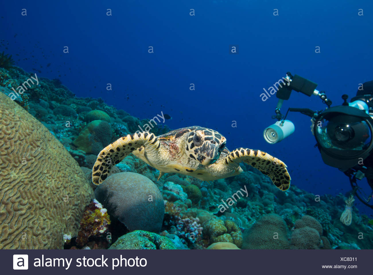 Solomon Islands Wildlife Stock Photos & Solomon Islands Wildlife Stock ...