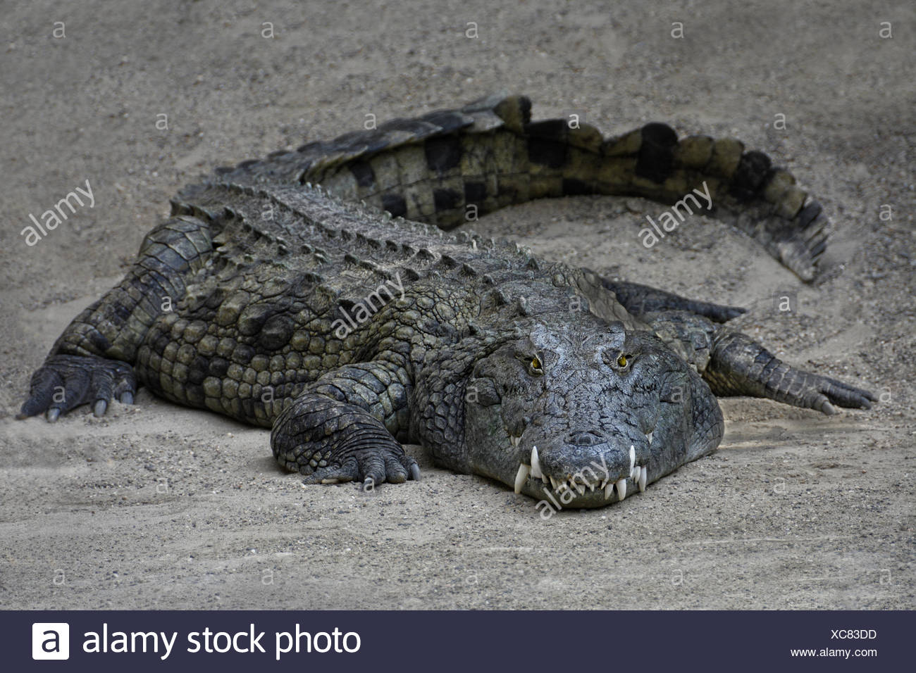 Croc Stock Photos & Croc Stock Images - Alamy