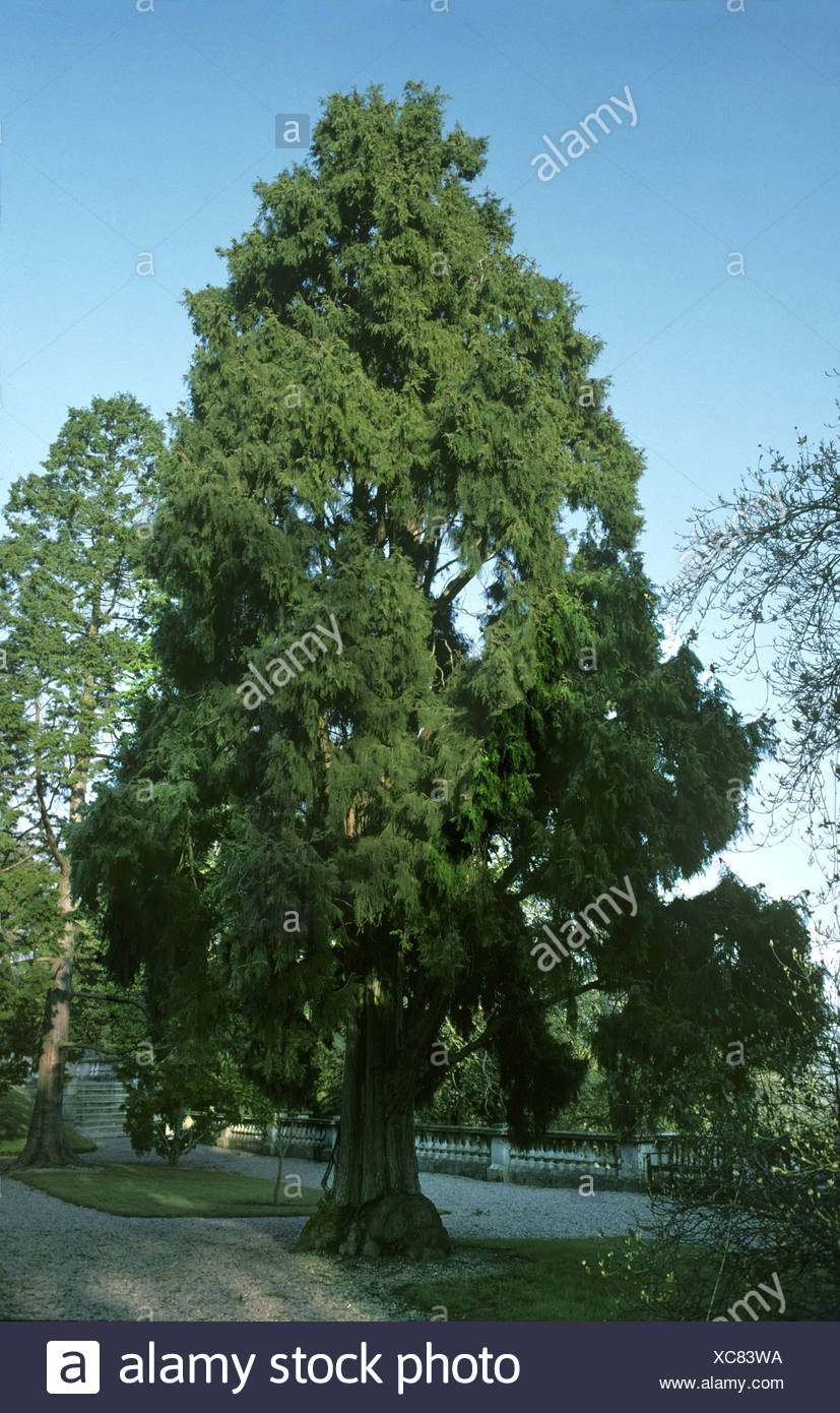 Himalayan Cypress Cupressus Torulosa High Resolution Stock Photography ...