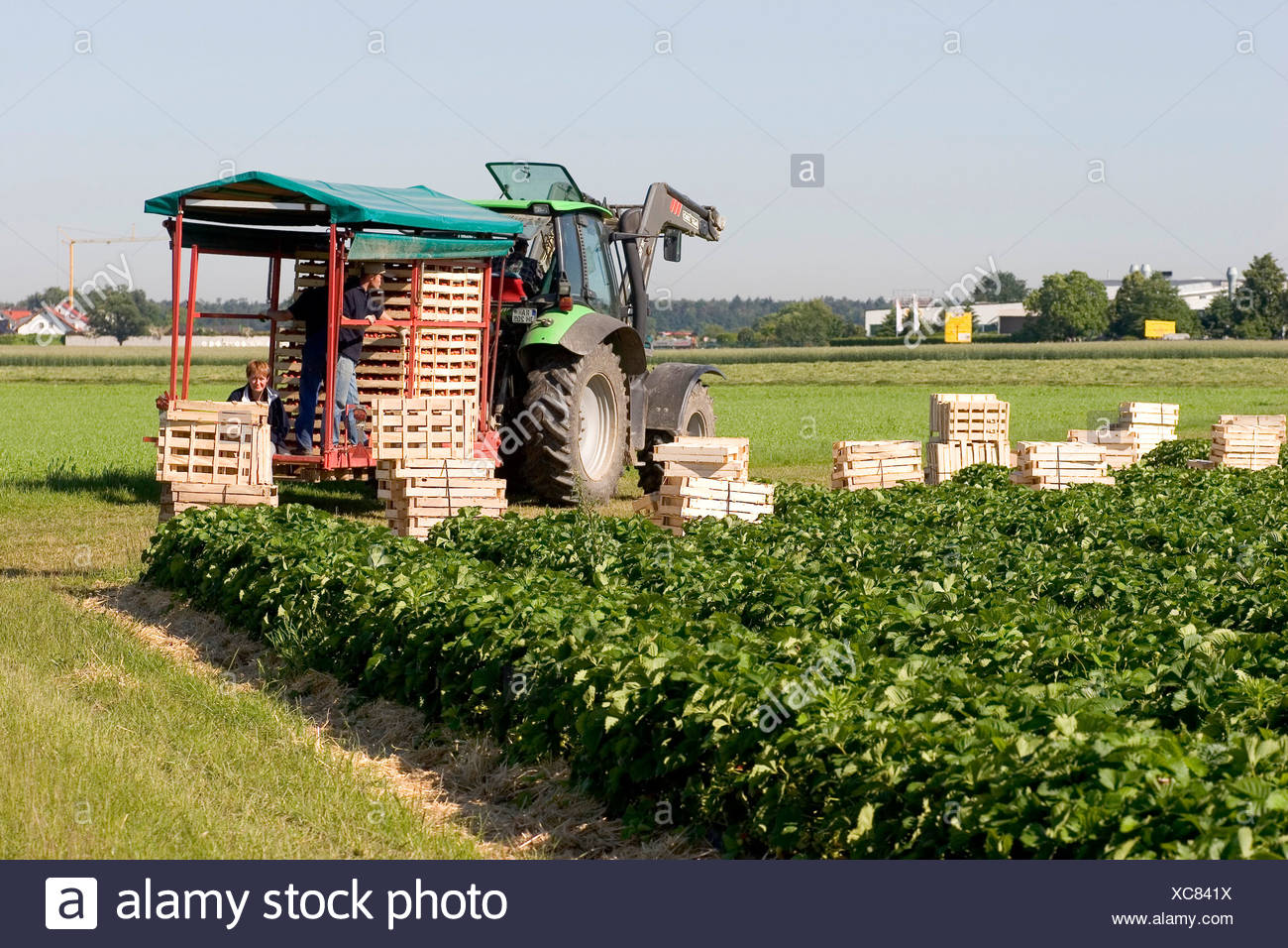 Strawberry Picking Machine High Resolution Stock Photography and Images ...