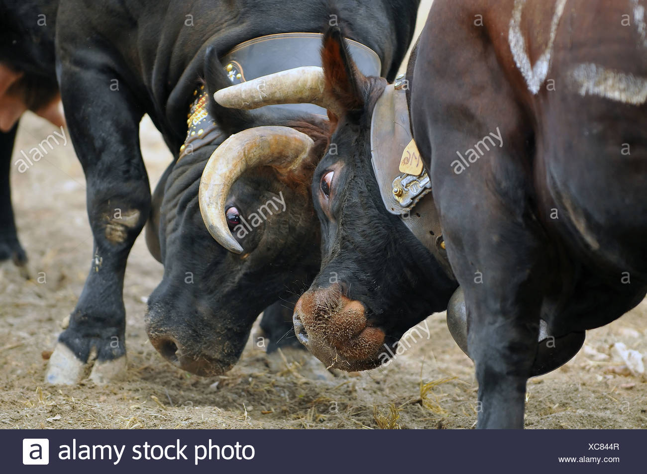 Two Fighting Cows Clash Horns High Resolution Stock Photography and ...