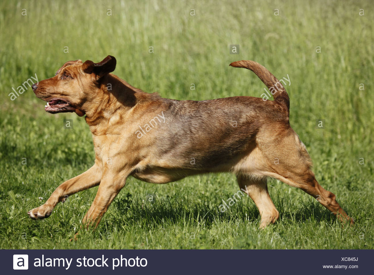 Bloodhounds Running High Resolution Stock Photography and Images - Alamy