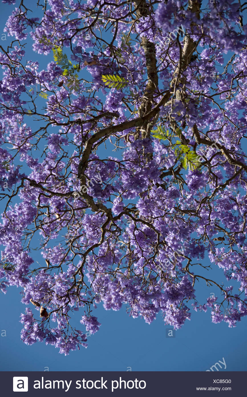 Temperate Climate Tree High Resolution Stock Photography and Images - Alamy