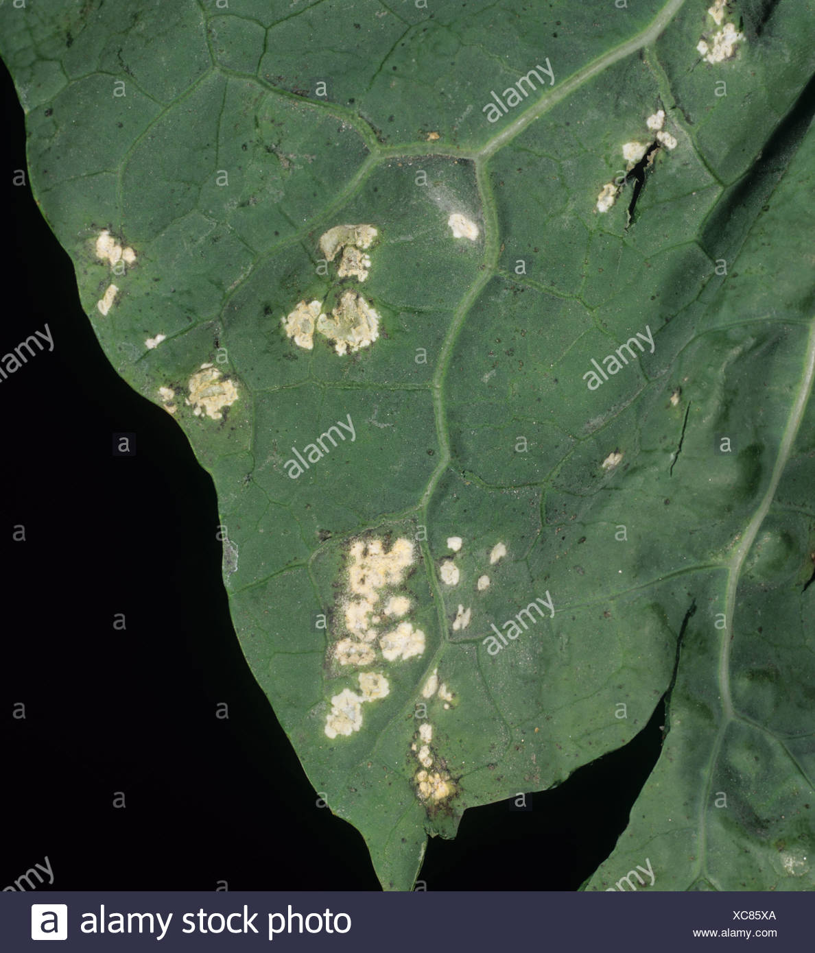 Albugo High Resolution Stock Photography and Images - Alamy