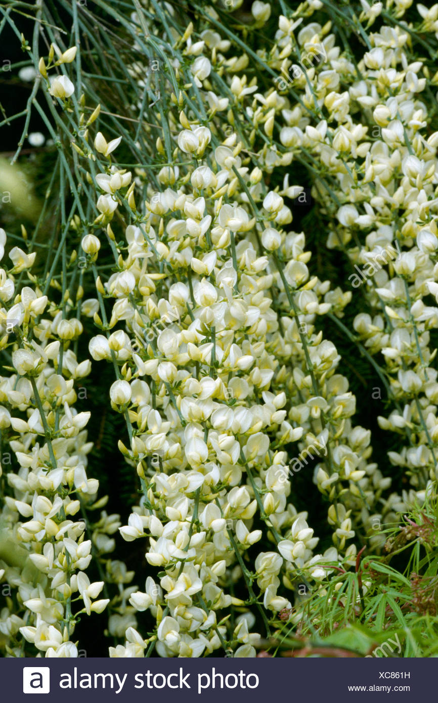 Cytisus X Praecox High Resolution Stock Photography and Images - Alamy