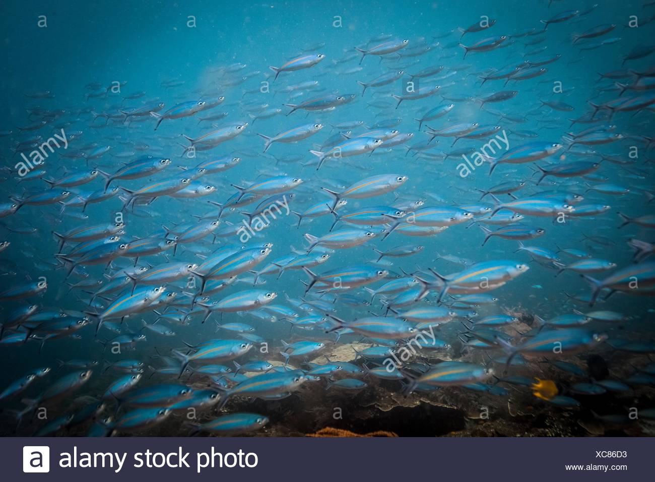Large Shoal Of Fish High Resolution Stock Photography and Images - Alamy