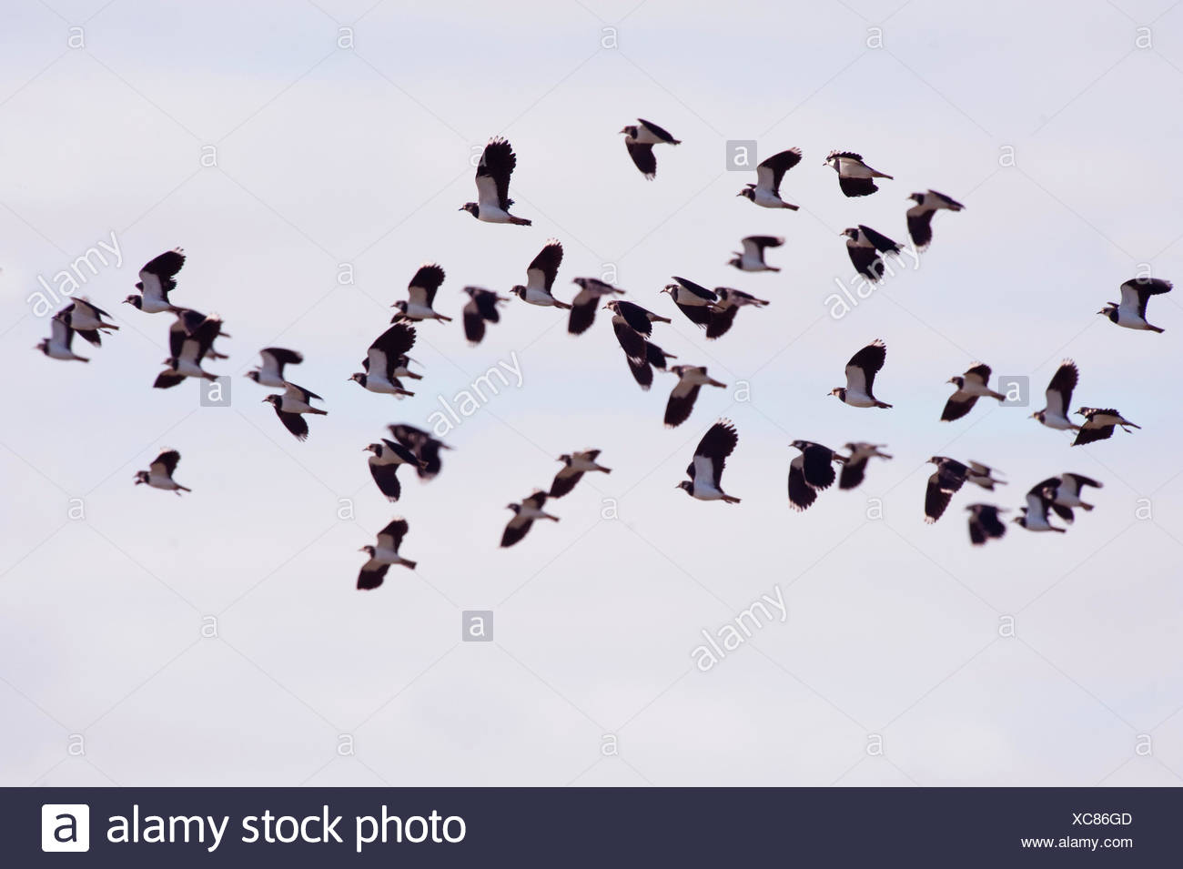 Flying Lapwings High Resolution Stock Photography and Images - Alamy