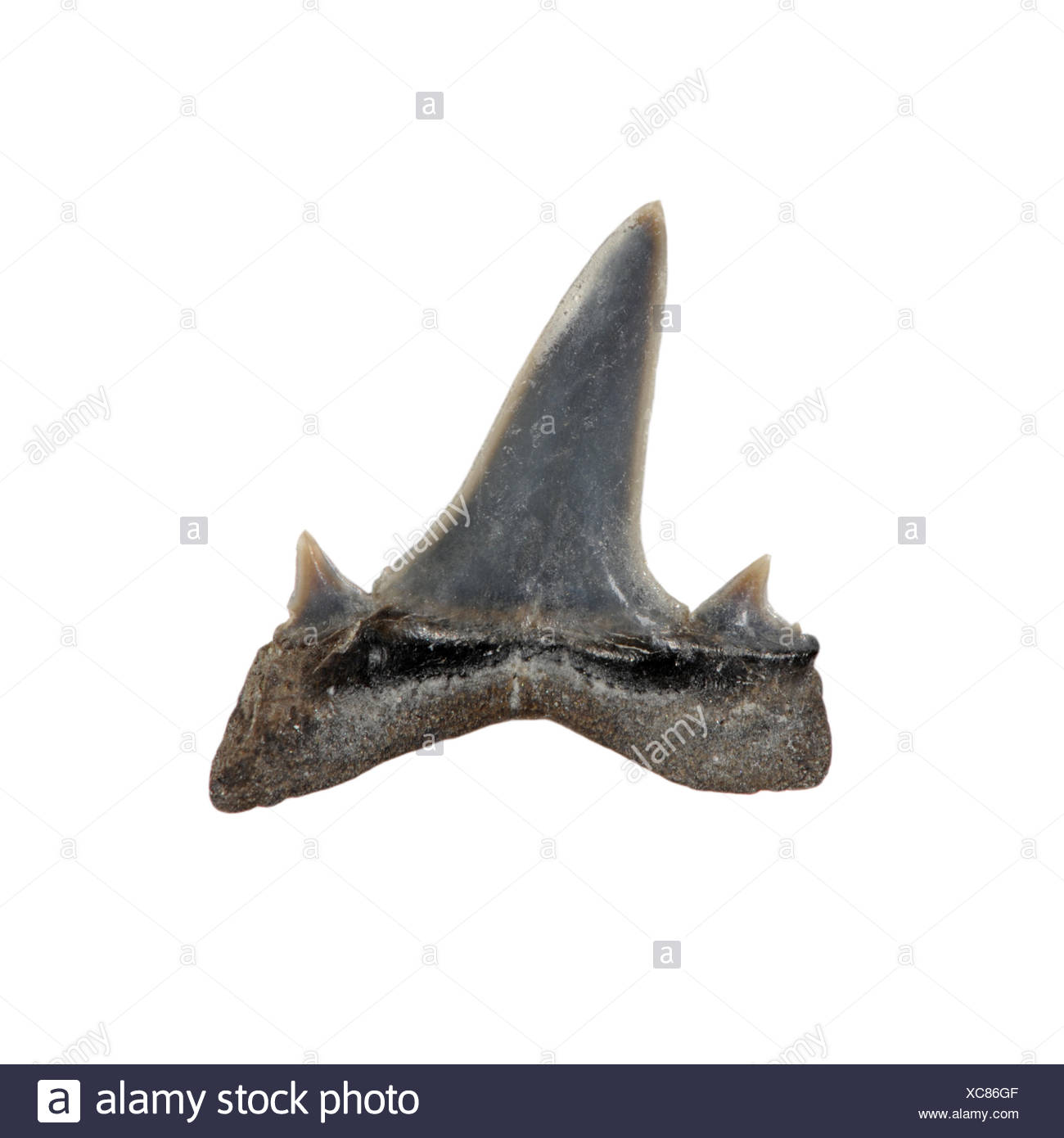 Fish Fossils High Resolution Stock Photography and Images - Alamy