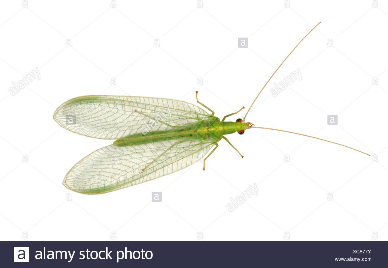 Chrysoperla Carnea High Resolution Stock Photography and Images - Alamy