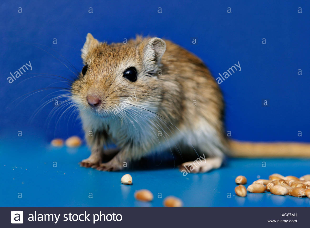 Shawi High Resolution Stock Photography and Images - Alamy