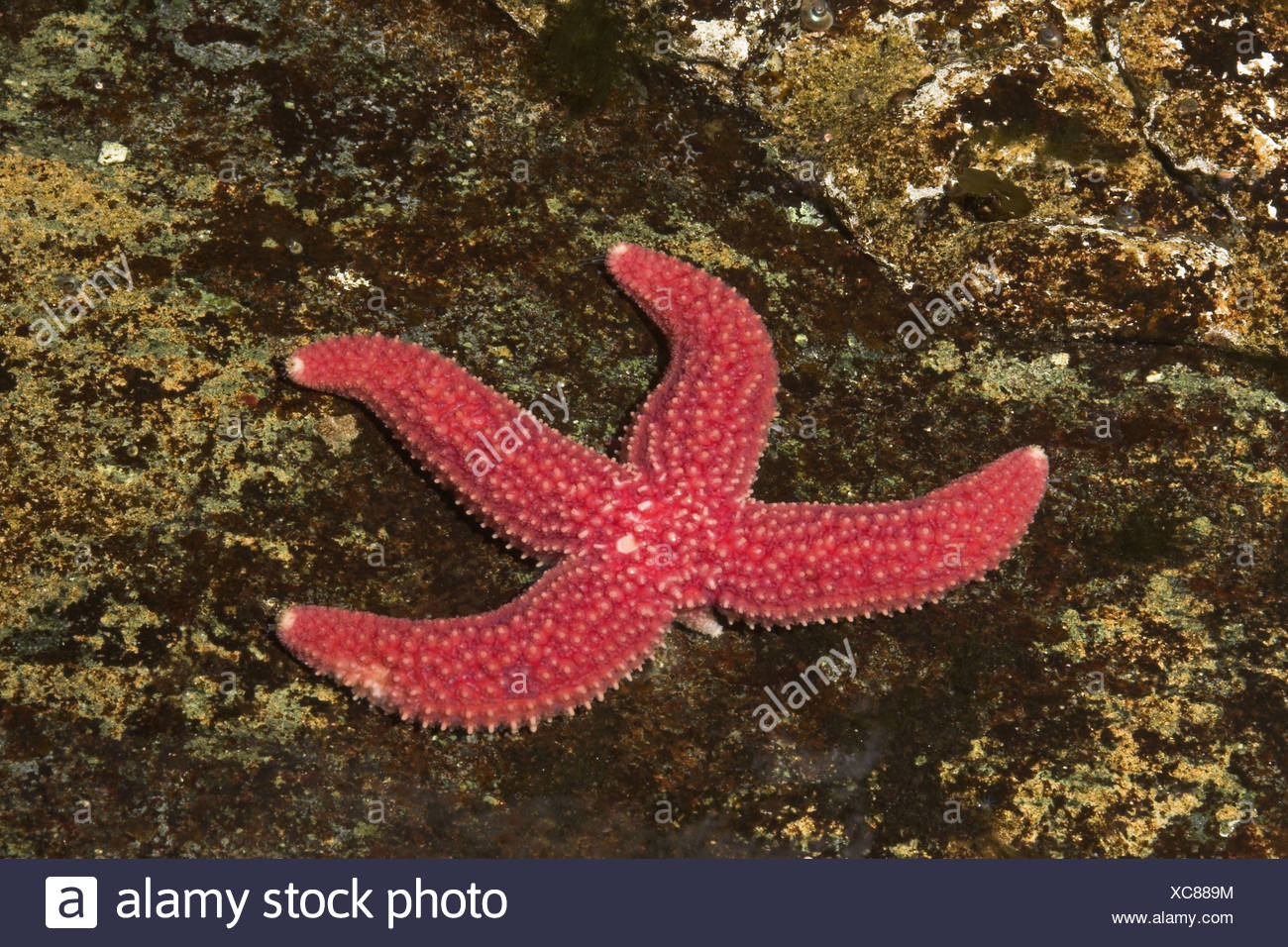 Starfish Regeneration High Resolution Stock Photography and Images - Alamy