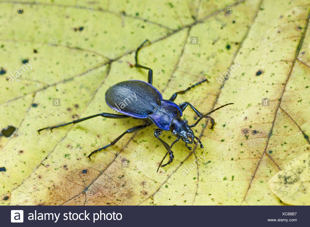 Violet Ground Beetle Stock Photos & Violet Ground Beetle Stock Images ...