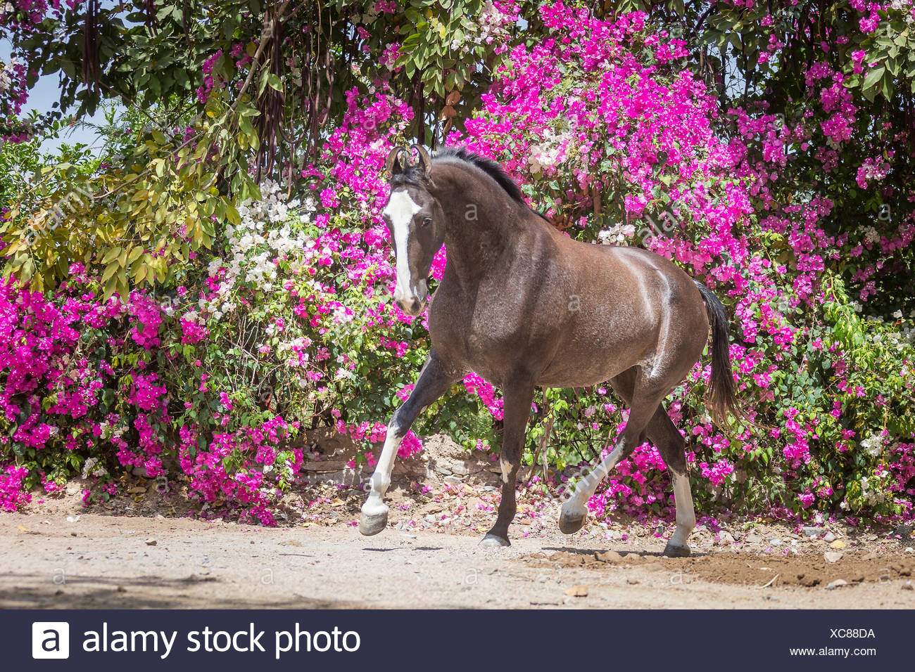 India Bougainvillea Flower High Resolution Stock Photography and Images ...