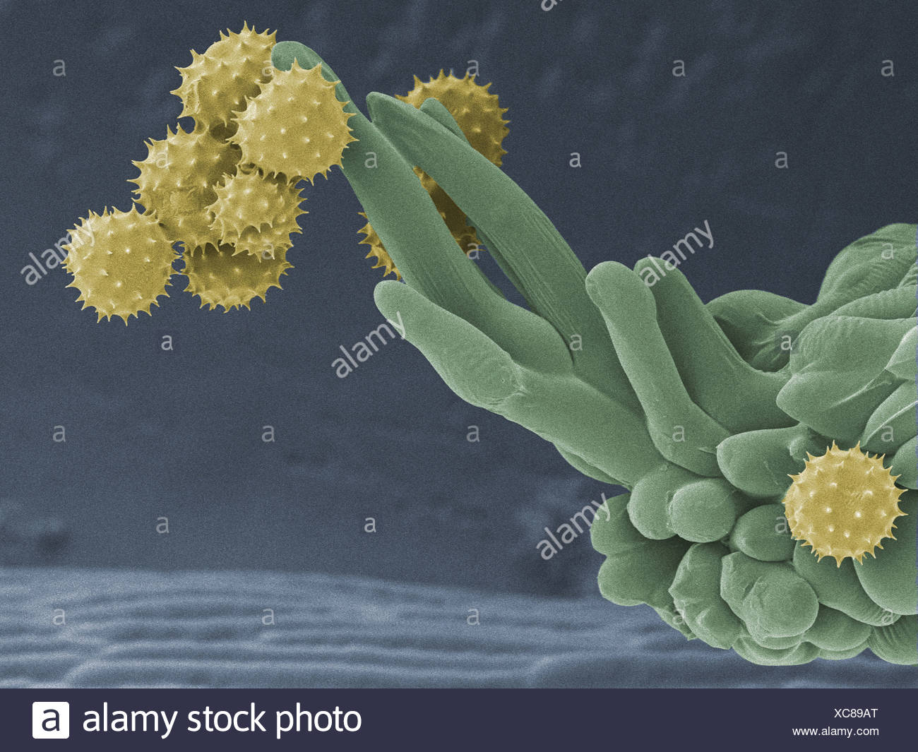 Electron Microscope Pollen High Resolution Stock Photography and Images ...