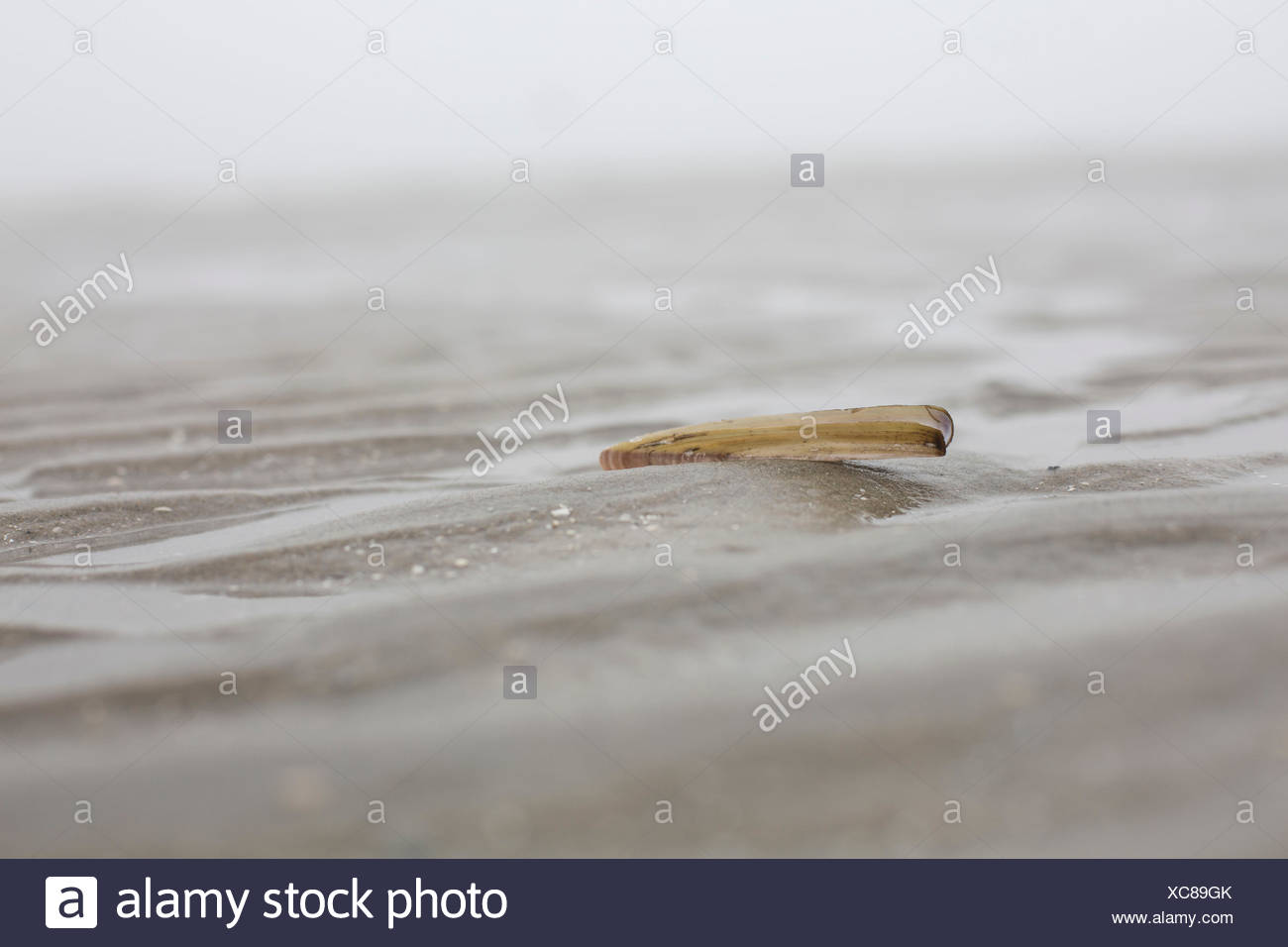 Sword Razor Shell High Resolution Stock Photography and Images - Alamy