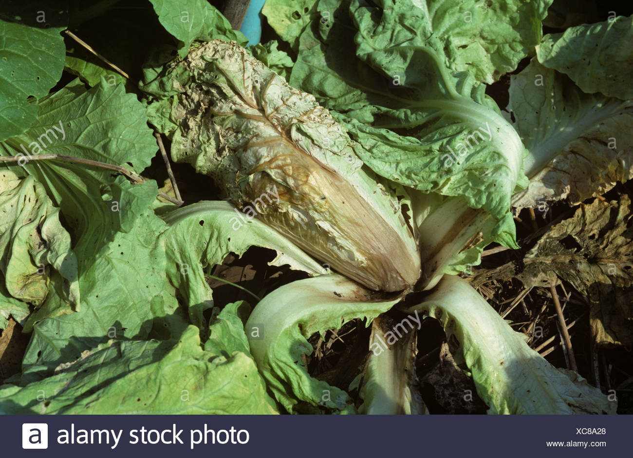 Bacterial Soft Rot Erwinia Carotovora High Resolution Stock Photography ...