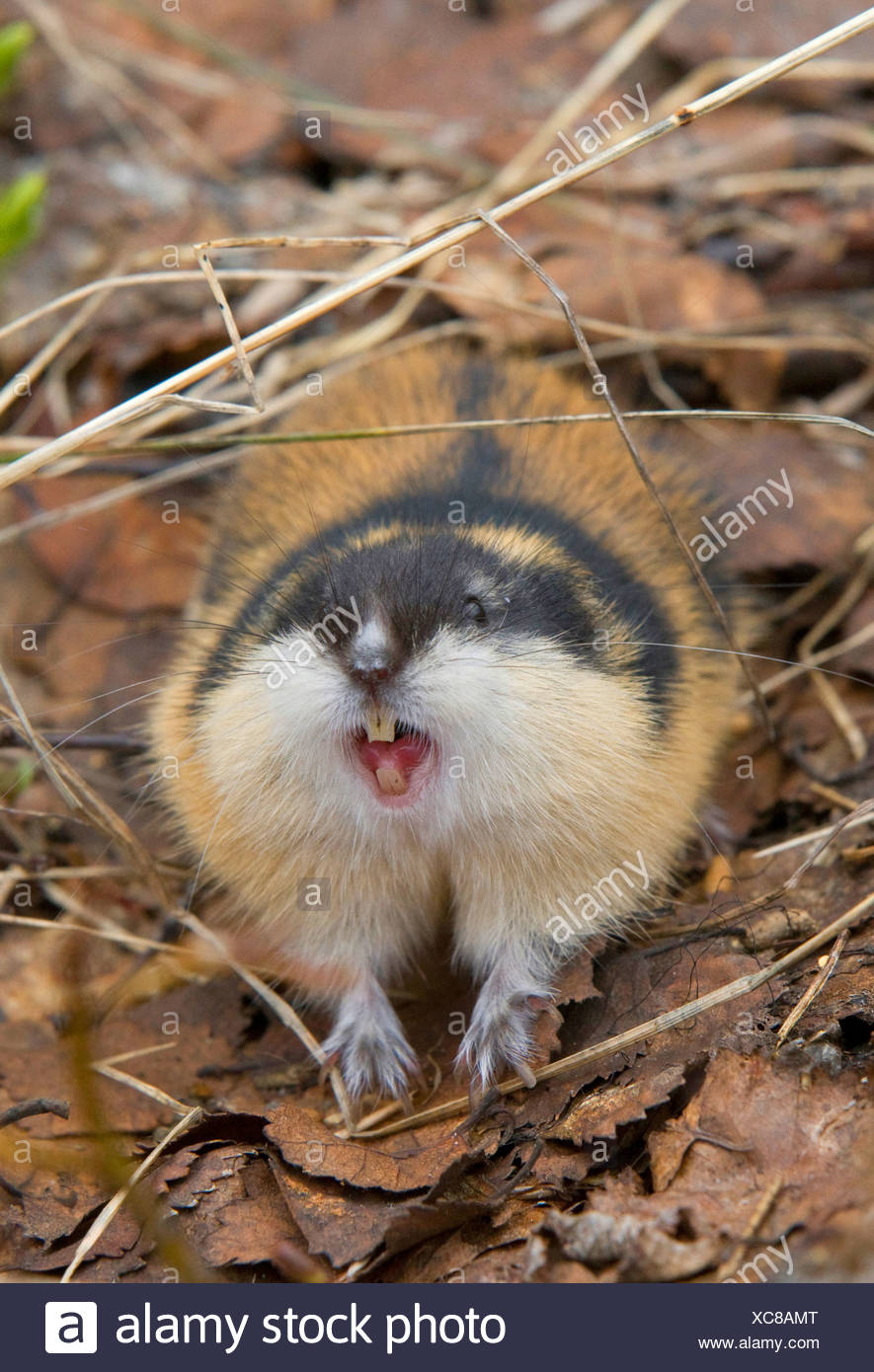 Lemmings Lemming High Resolution Stock Photography and Images - Alamy