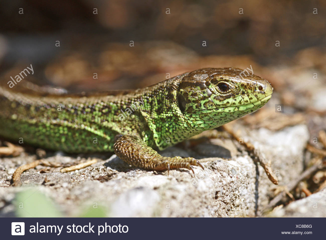 Gray Lizards High Resolution Stock Photography and Images - Alamy