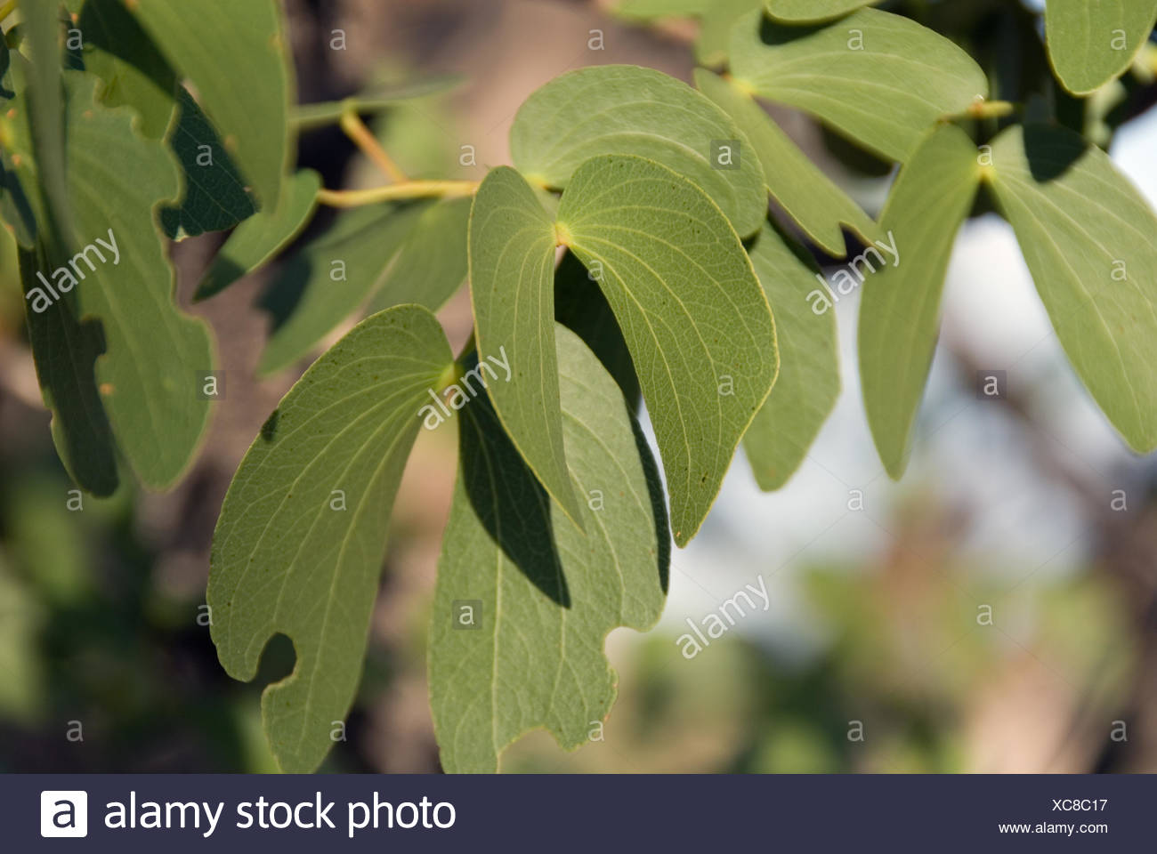 Mopane Tree Stock Photos & Mopane Tree Stock Images - Alamy