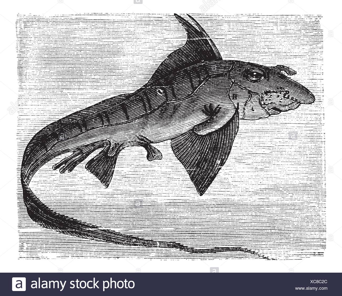 Chimaera Fish Stock Photos & Chimaera Fish Stock Images - Alamy