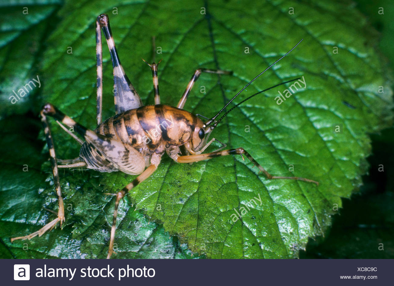 Camel Crickets High Resolution Stock Photography and Images - Alamy