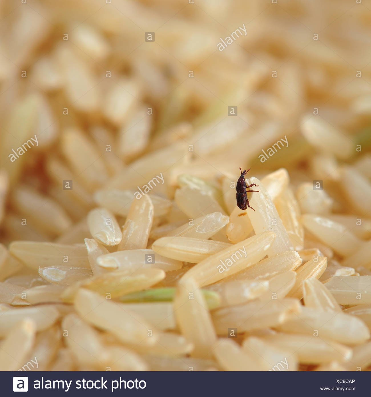 Rice Weevil High Resolution Stock Photography and Images - Alamy