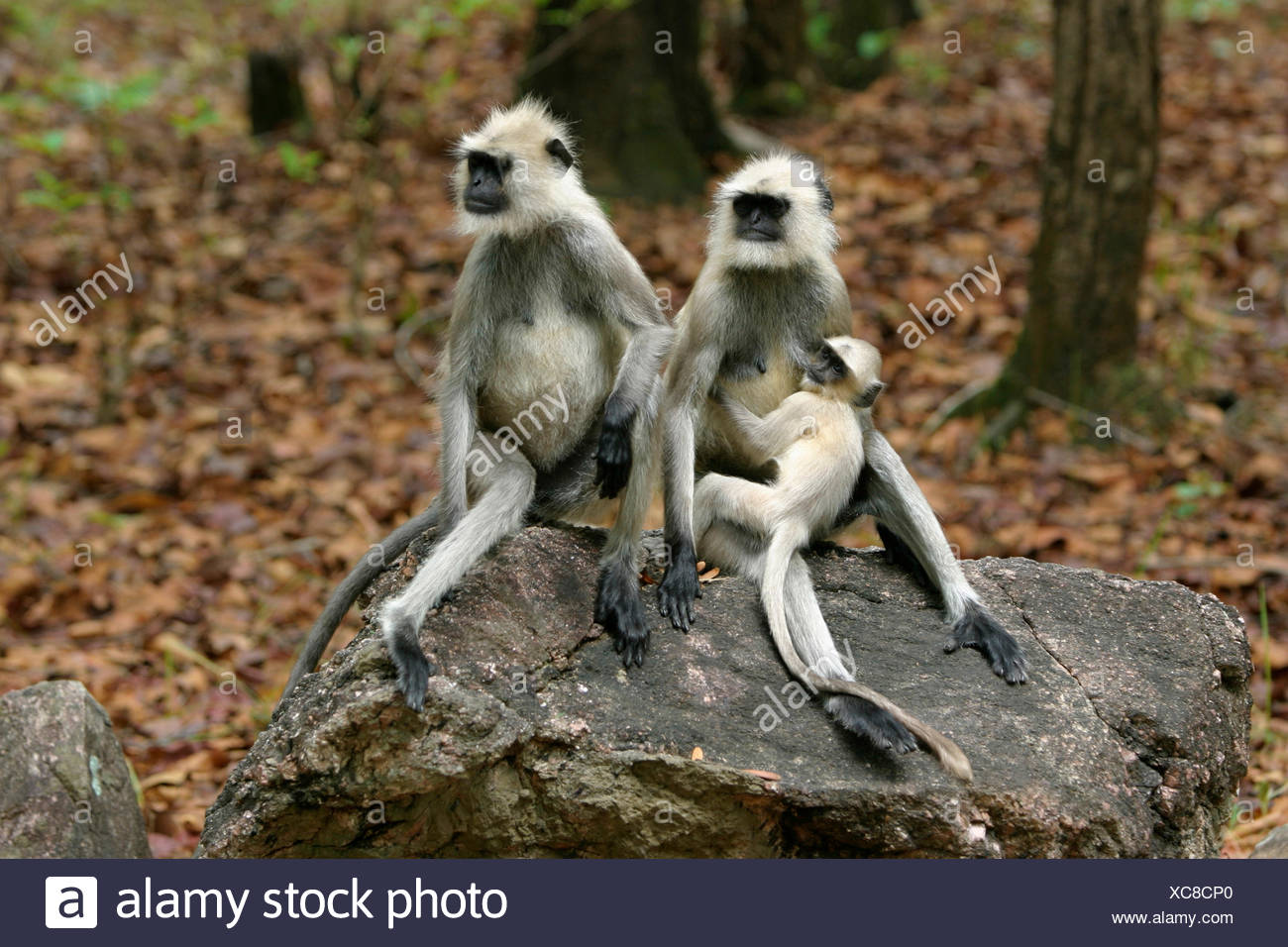 Hanuman Langoor High Resolution Stock Photography and Images - Alamy