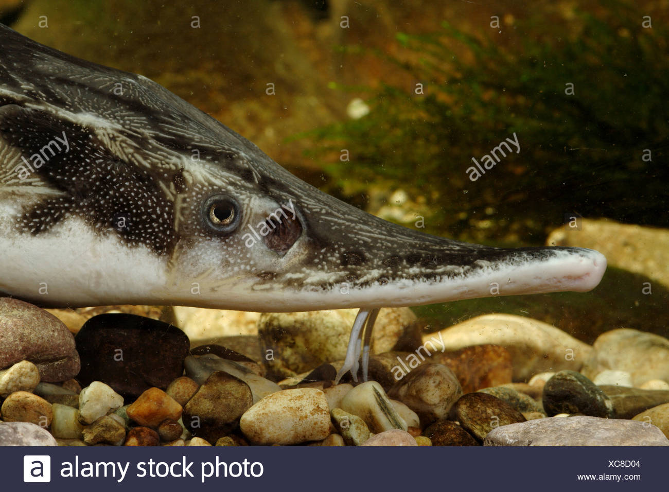 Starry Sturgeon High Resolution Stock Photography and Images - Alamy