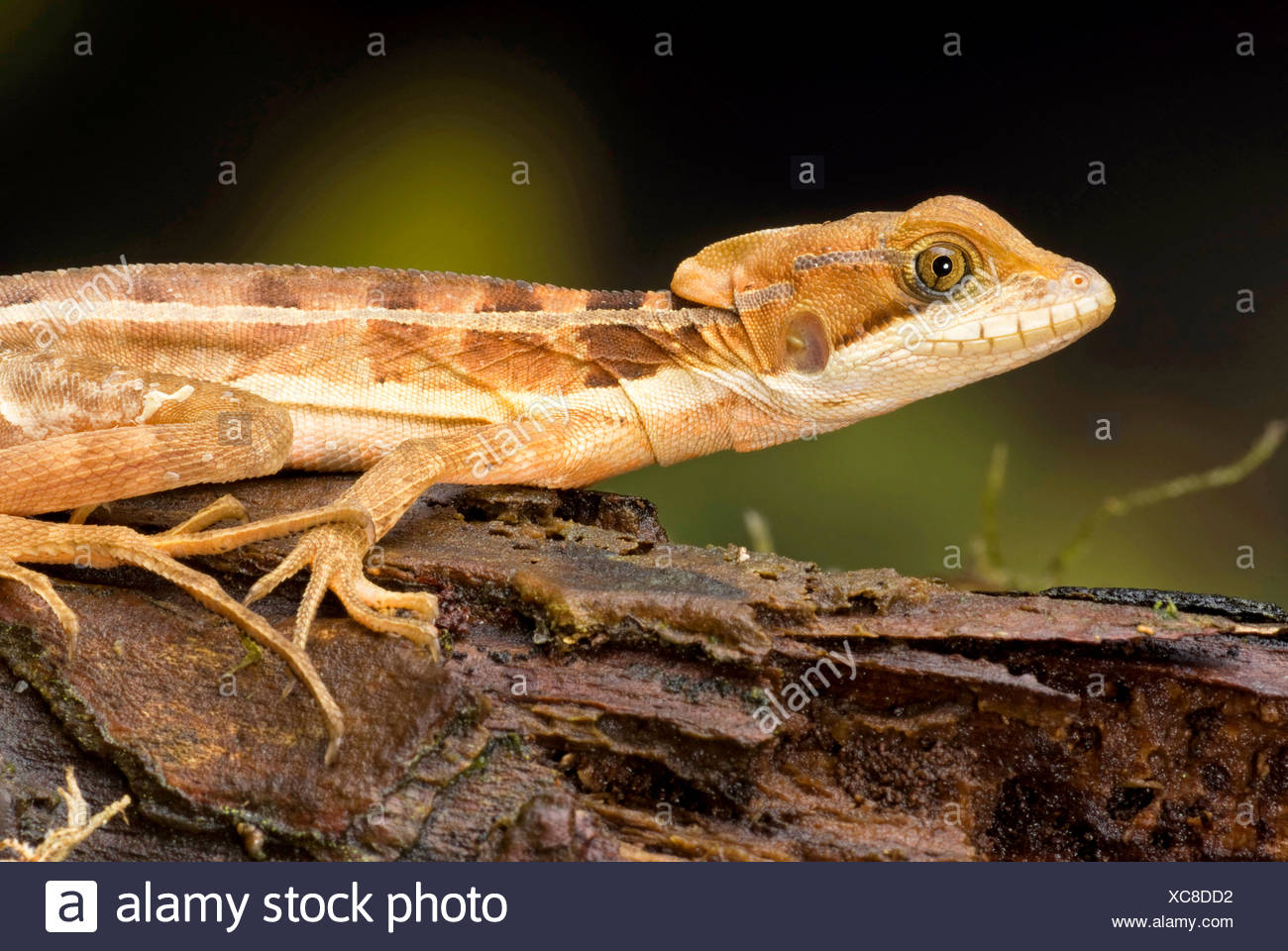 Jesus Christ Basilisk High Resolution Stock Photography and Images - Alamy