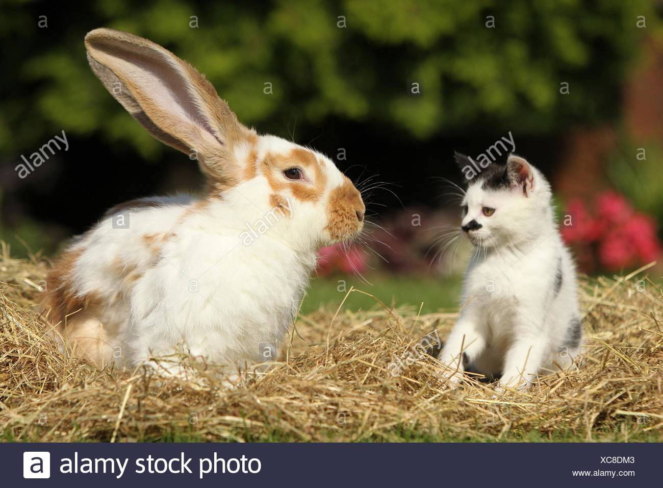 Black White Cat Rabbit High Resolution Stock Photography and Images - Alamy