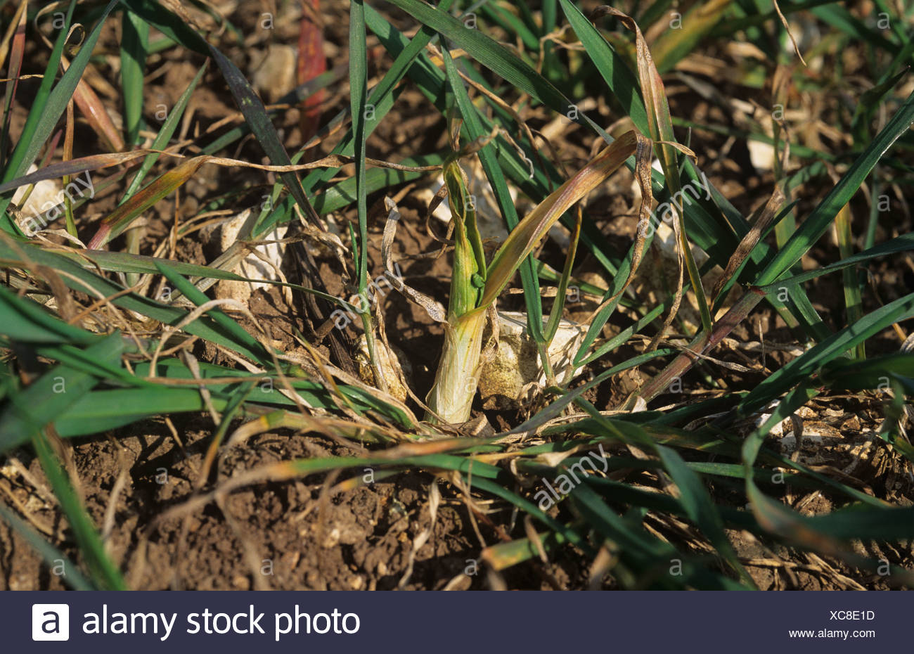 Chlorops Pumilionis High Resolution Stock Photography and Images - Alamy