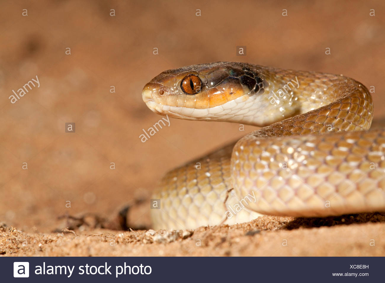 Red Lipped Snake High Resolution Stock Photography and Images - Alamy