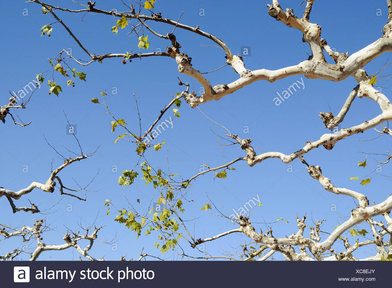 Triebe High Resolution Stock Photography and Images - Alamy