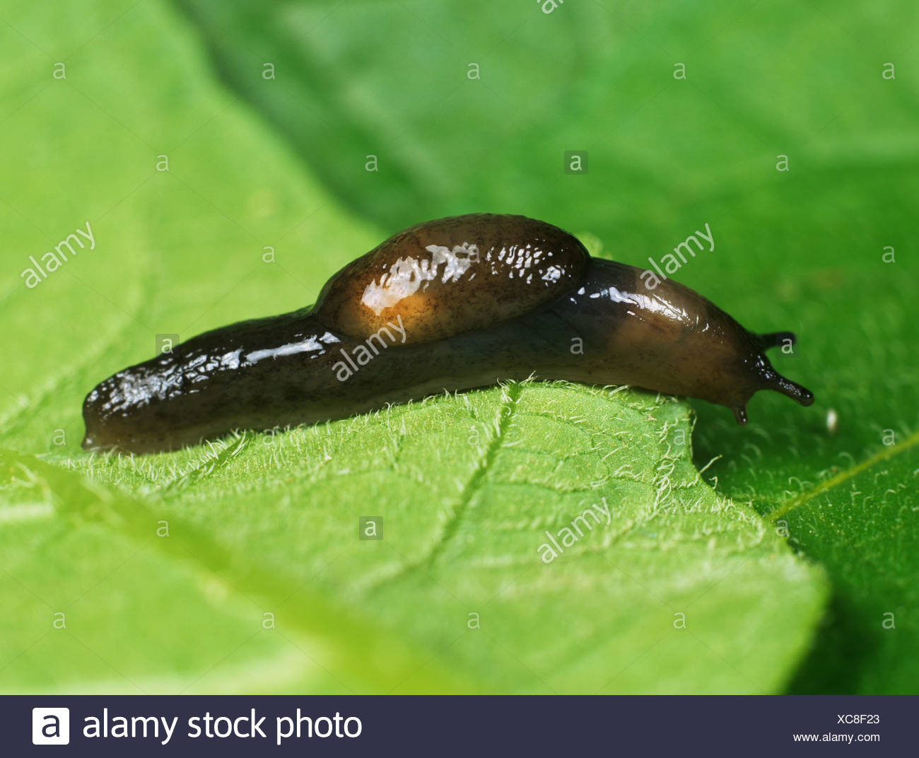 Eelworms High Resolution Stock Photography and Images - Alamy