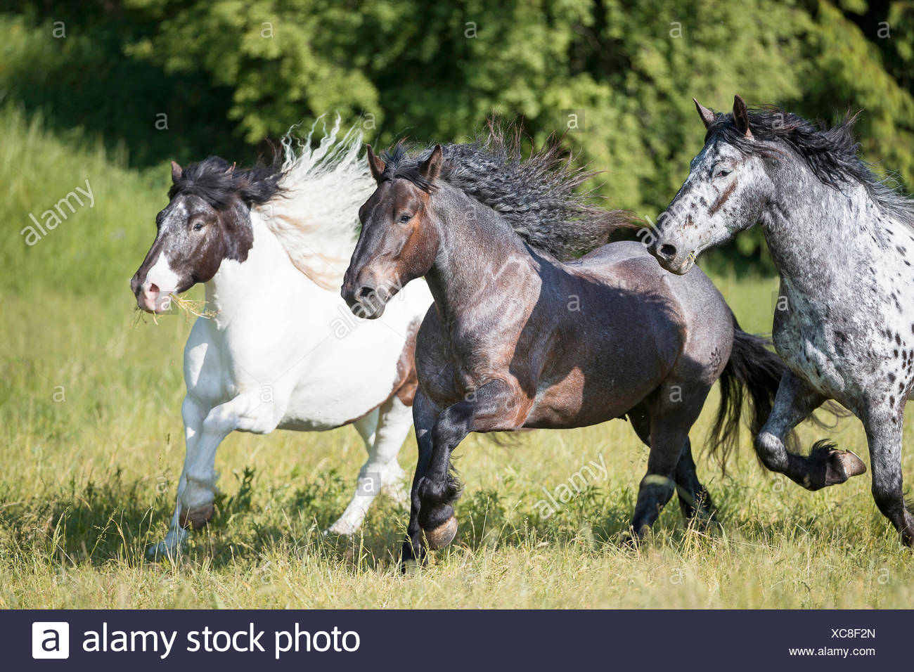 Noriker Horses Stock Photos & Noriker Horses Stock Images - Alamy