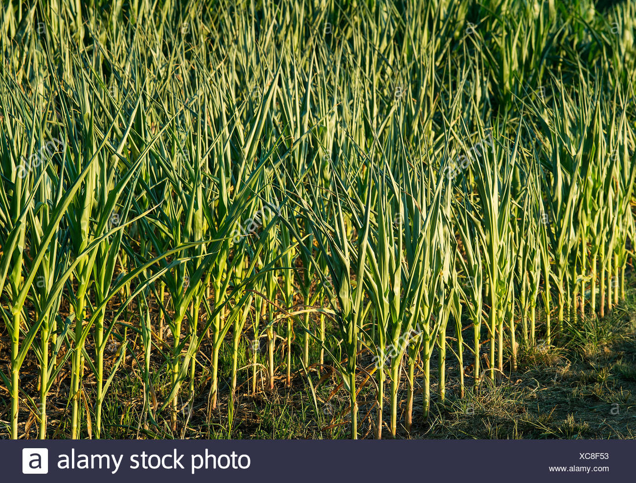 Growing Crops Corn High Resolution Stock Photography and Images - Alamy