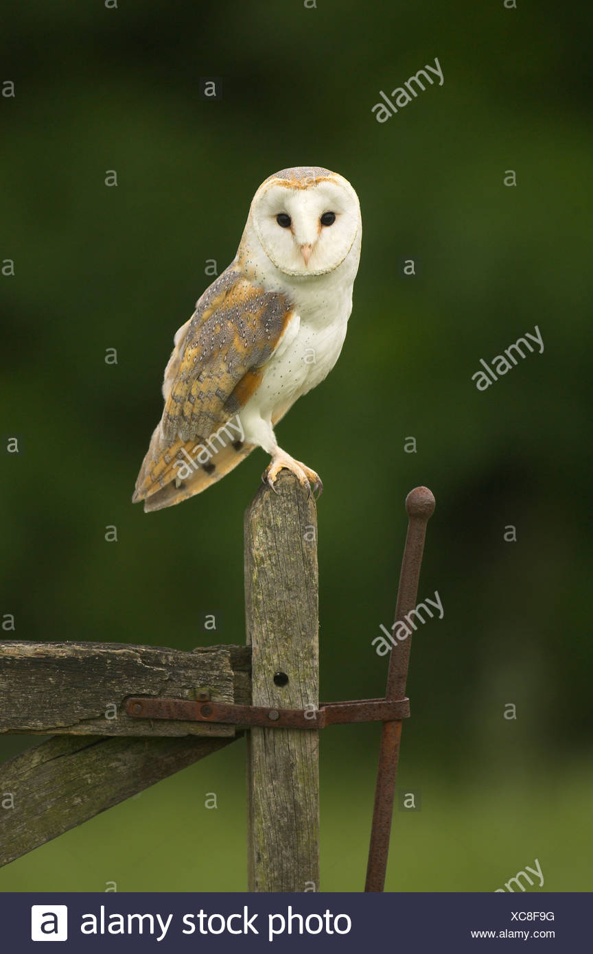 Old Owl Stock Photos & Old Owl Stock Images - Alamy