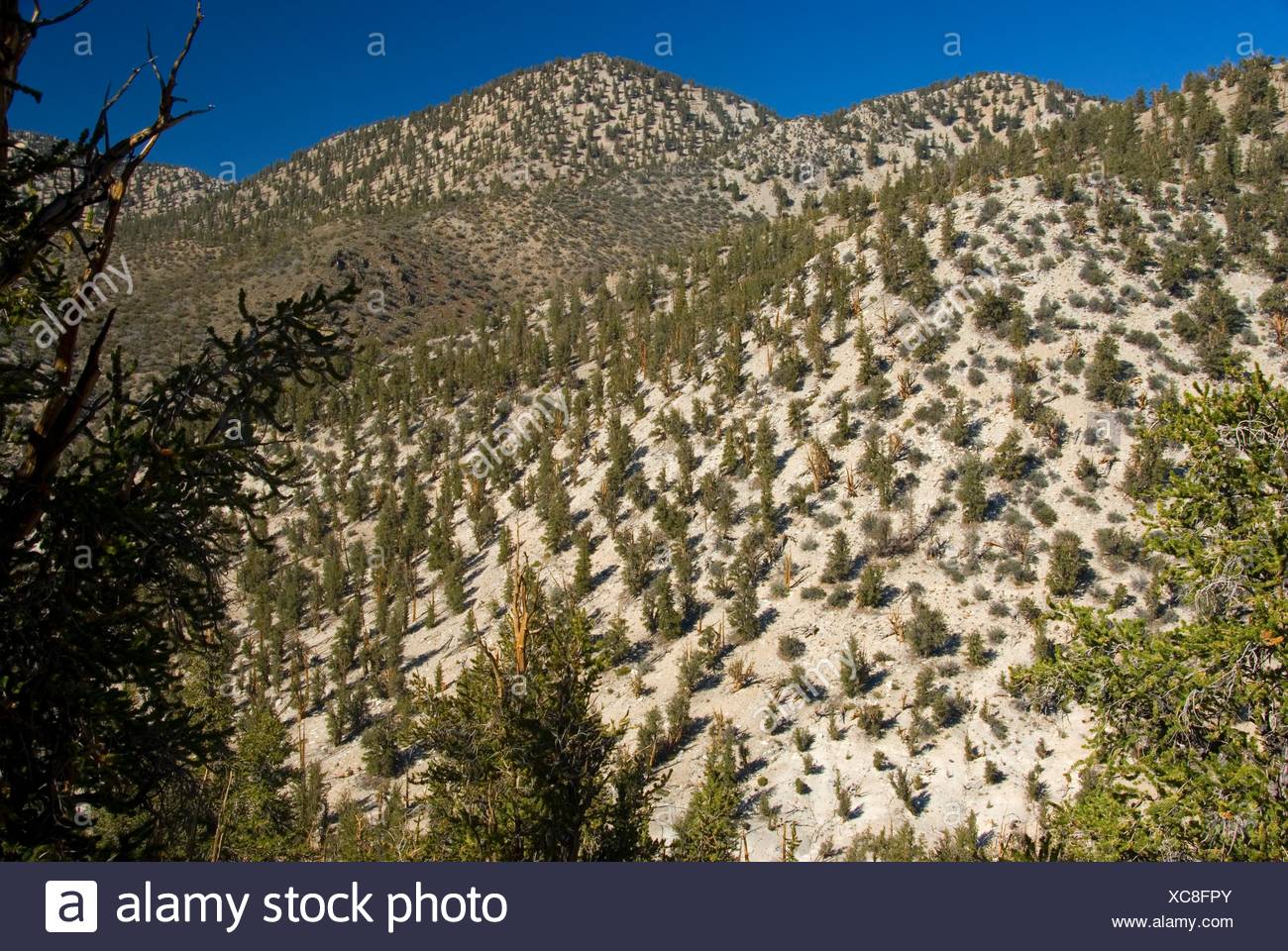 Methuselah Walk National Recreation Trail High Resolution Stock ...