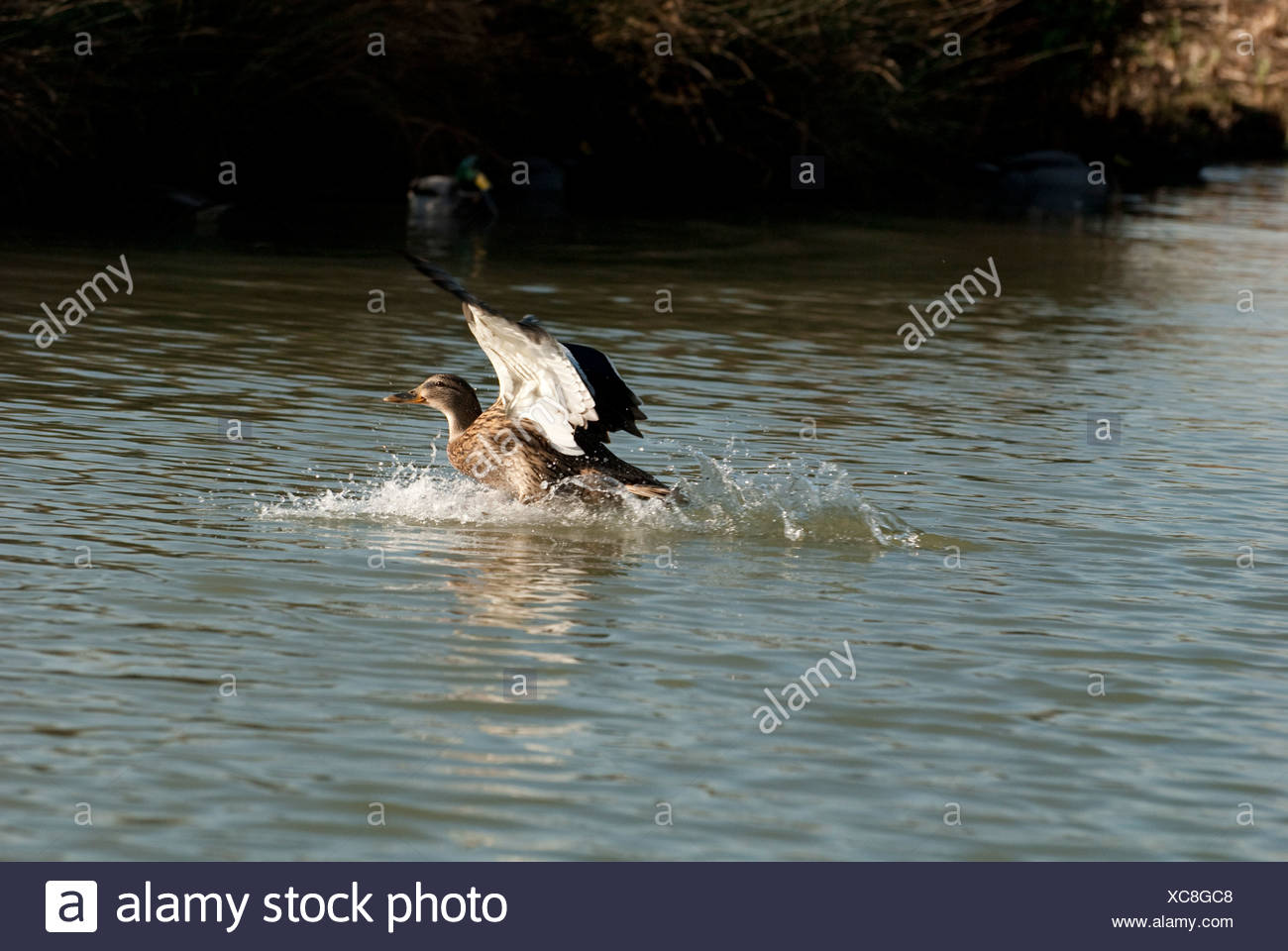 Wetlands Uk Stock Photos & Wetlands Uk Stock Images - Alamy