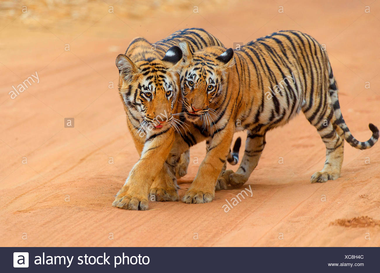 Tadoba Nationalpark High Resolution Stock Photography and Images - Alamy