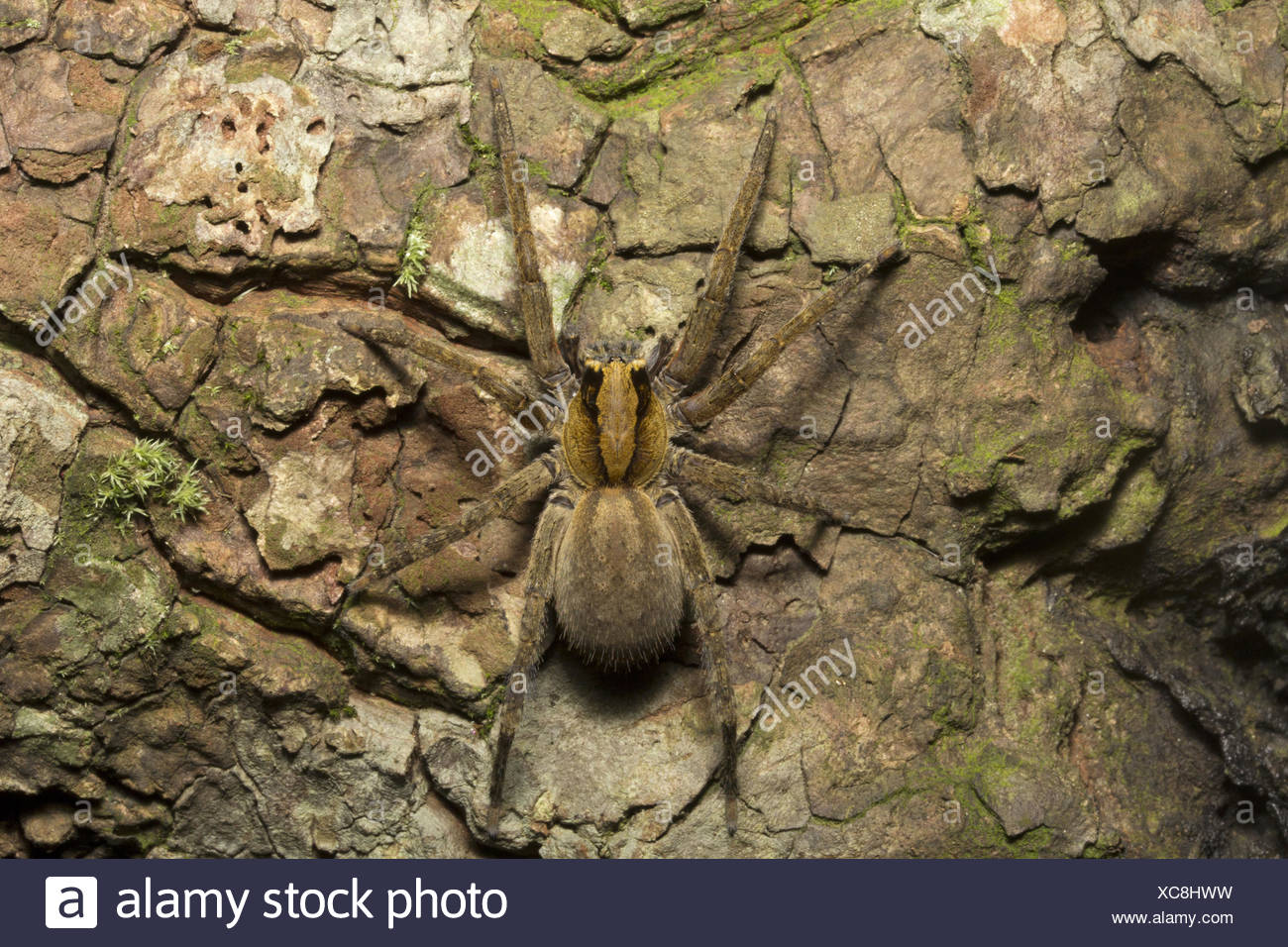Ctenidae High Resolution Stock Photography and Images - Alamy