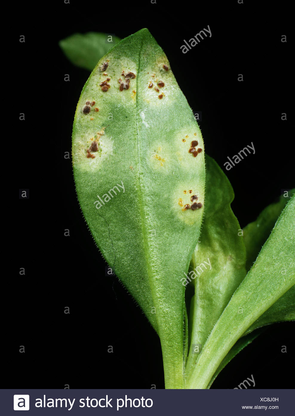 William Rust High Resolution Stock Photography and Images - Alamy
