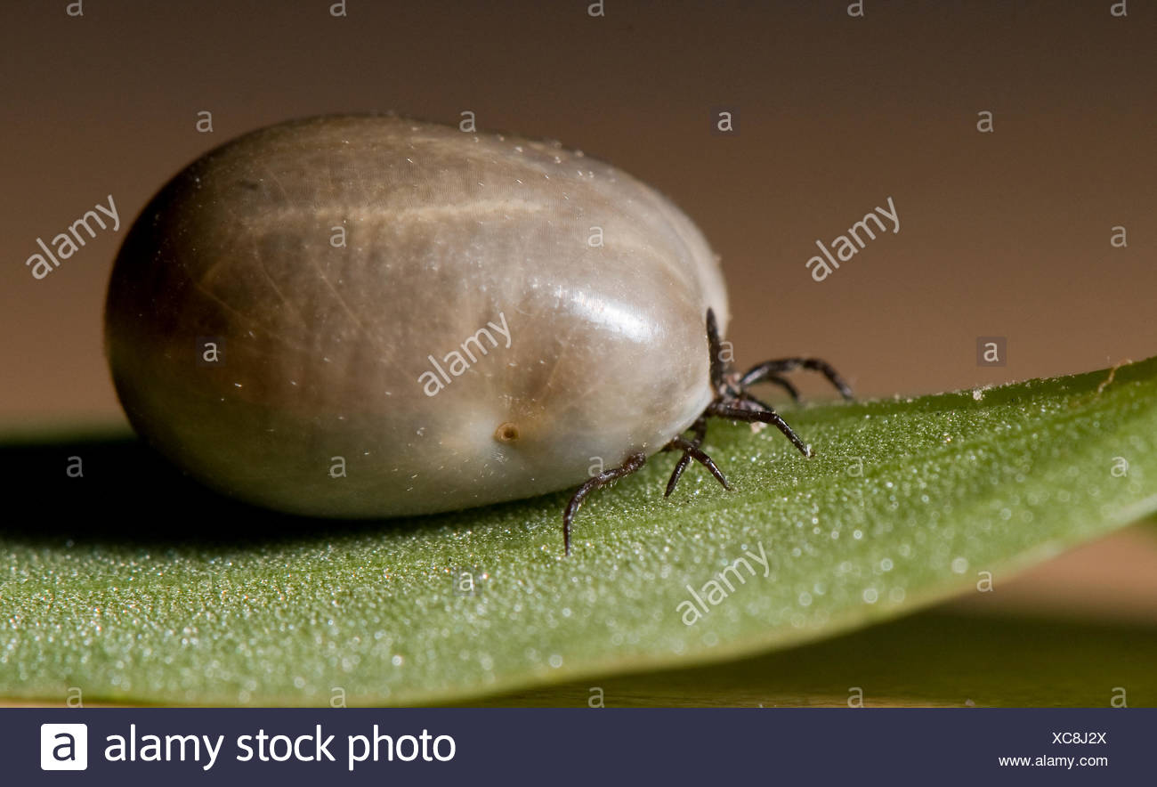 Blood Filled Tick High Resolution Stock Photography and Images - Alamy