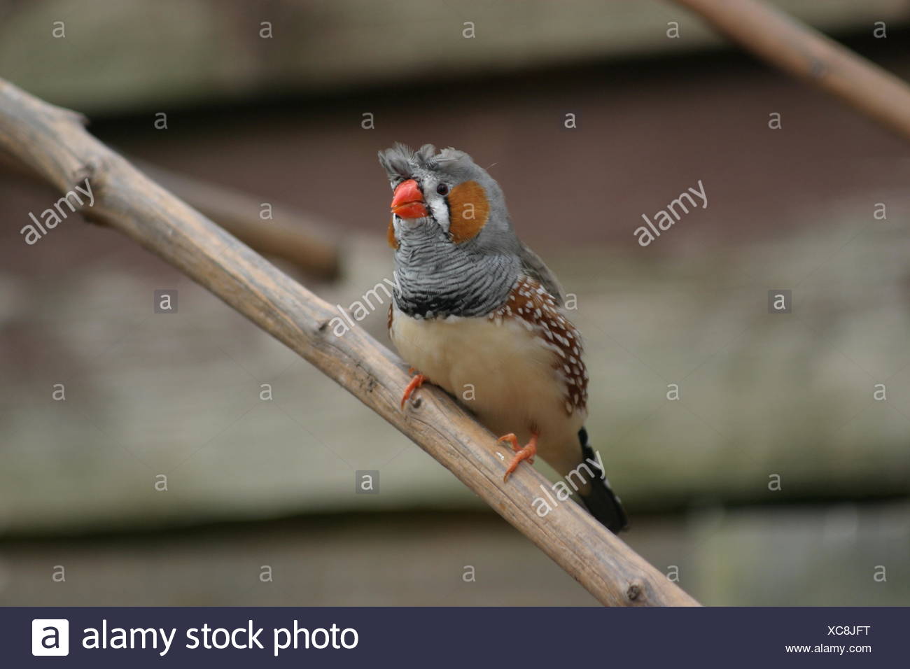 Struwwelpeter High Resolution Stock Photography and Images - Alamy